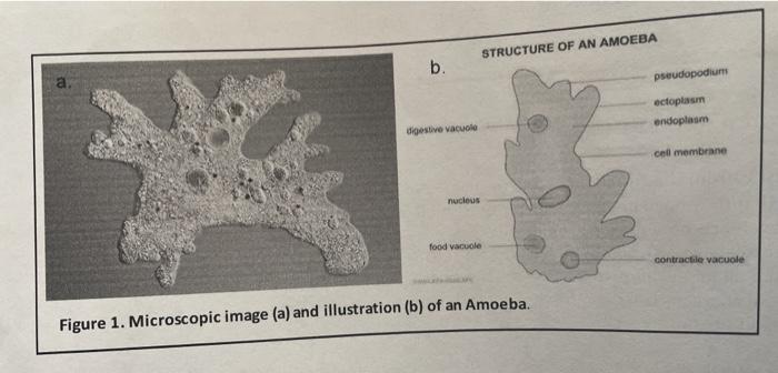 Solved STRUCTURE OF AN AMOEBA b. pseudopodium ectoplasm | Chegg.com