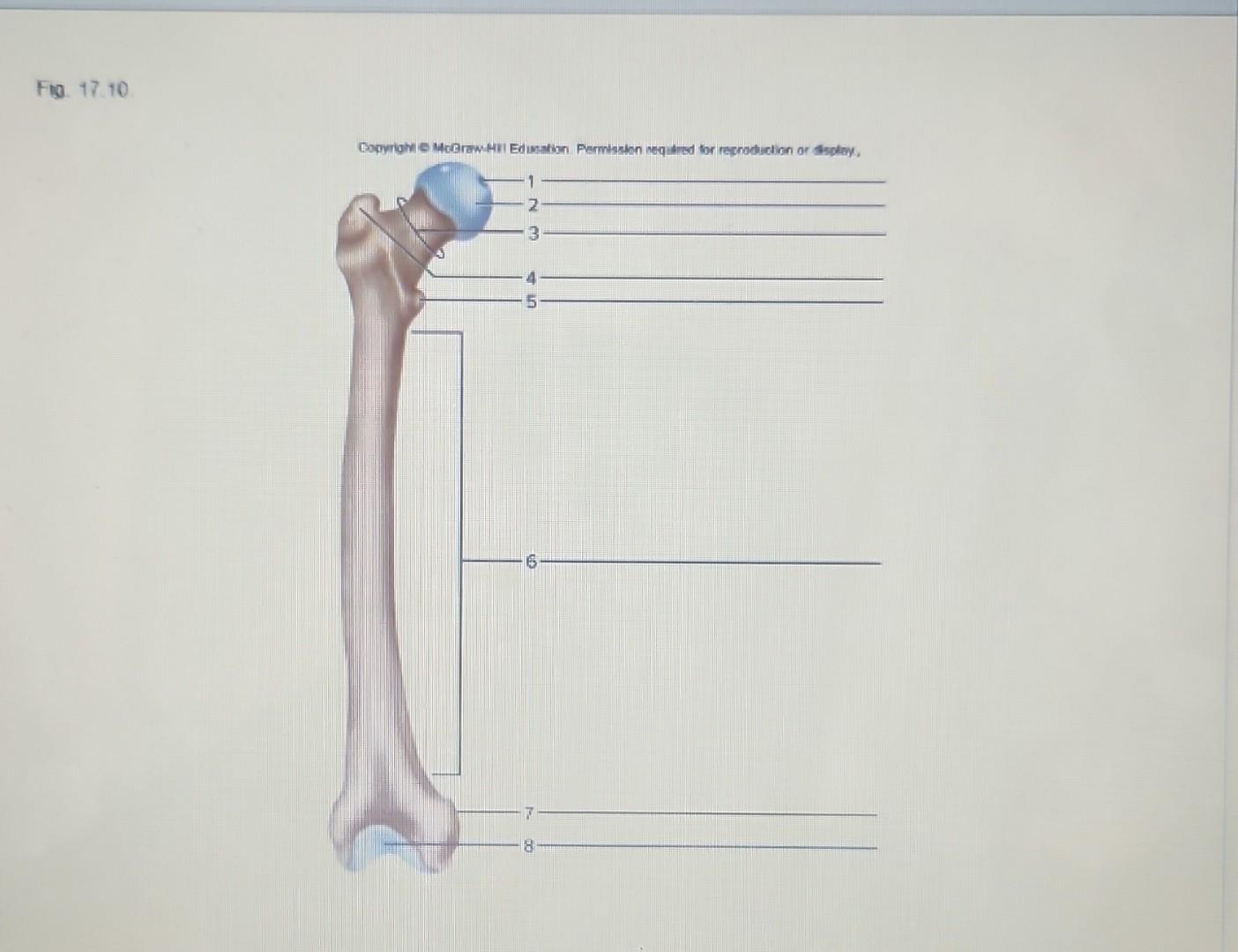Lesser trochanter Medial epicondyle Greater | Chegg.com