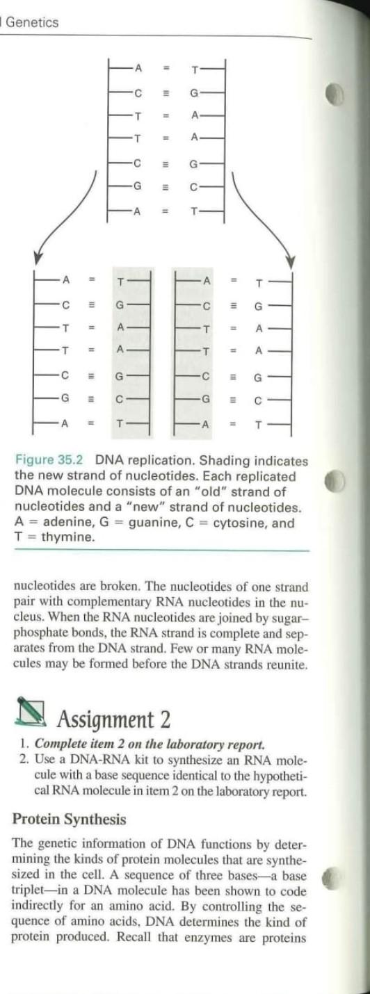Figure 35.2 DNA replication. Shading indicates the | Chegg.com