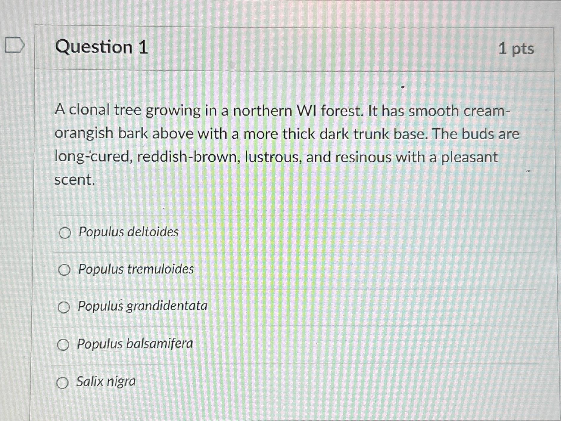 Solved Question 11 ﻿ptsA clonal tree growing in a northern | Chegg.com