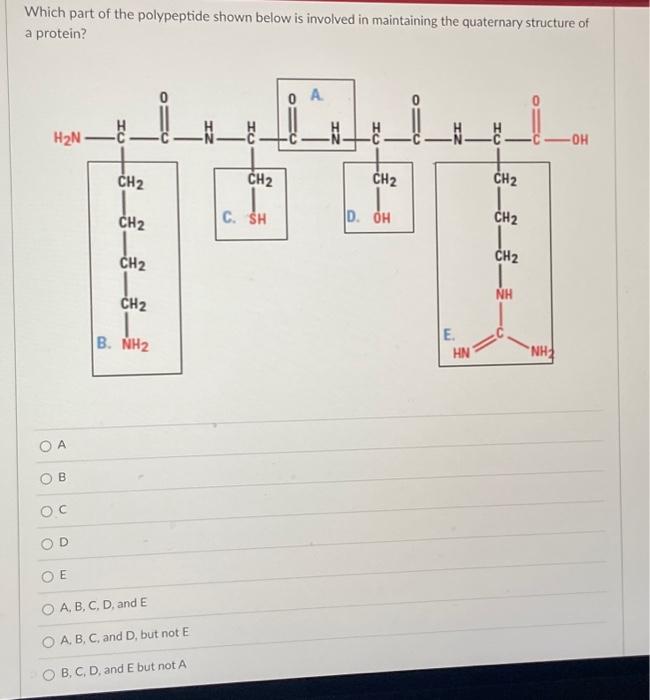 Solved Which part of the polypeptide shown below is involved | Chegg.com