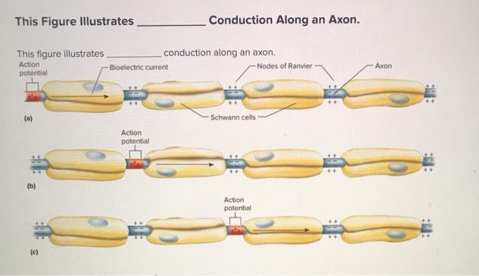 Solved This Figure Illustrates Conduction Along an Axon. | Chegg.com
