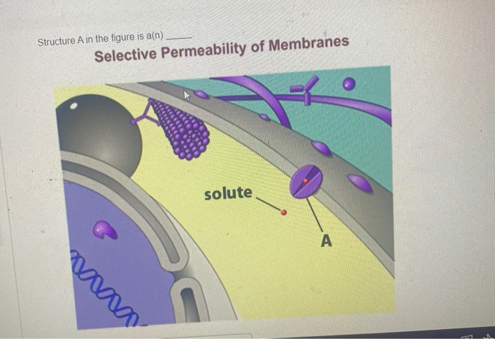 Solved Structure A in the figure is an) Selective | Chegg.com