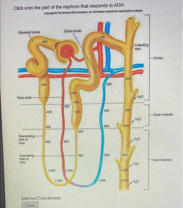 Solved Click onto the part of the NEPHRON that responds to | Chegg.com