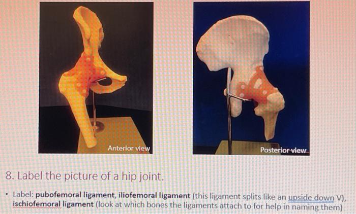 Solved 8. Label the picture of a hip joint. - Label: | Chegg.com