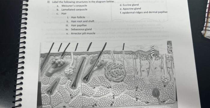 Solved 3) Label the following structures in the diagram | Chegg.com