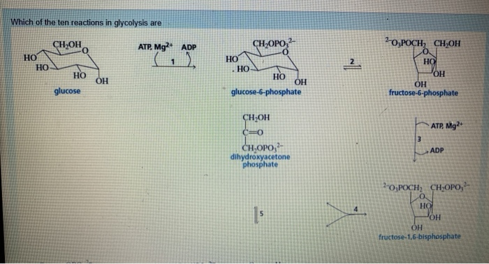 Solved Which of the ten reactions in glycolysis are ATP, | Chegg.com