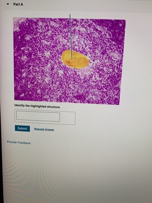 Part A Identify the highlighted structure. Submit | Chegg.com