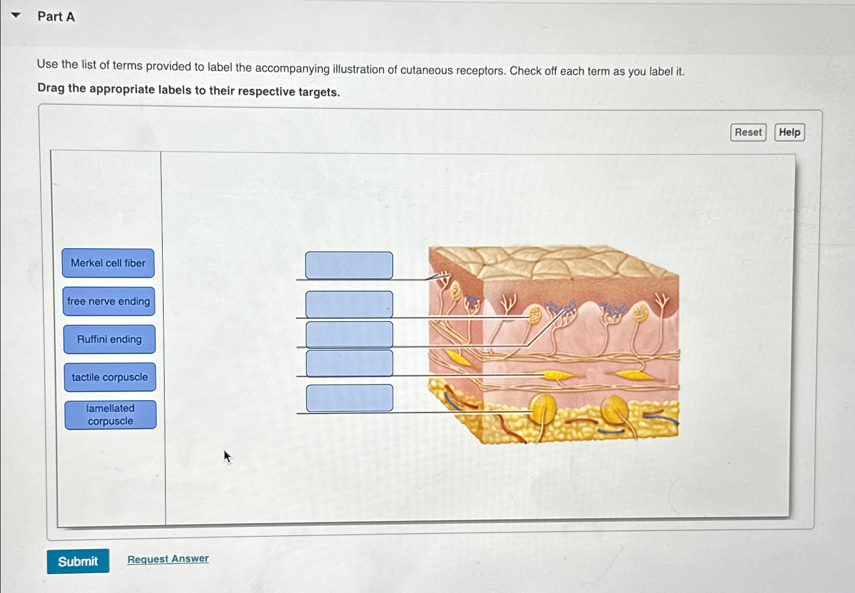 Solved Part AUse the list of terms provided to label the | Chegg.com