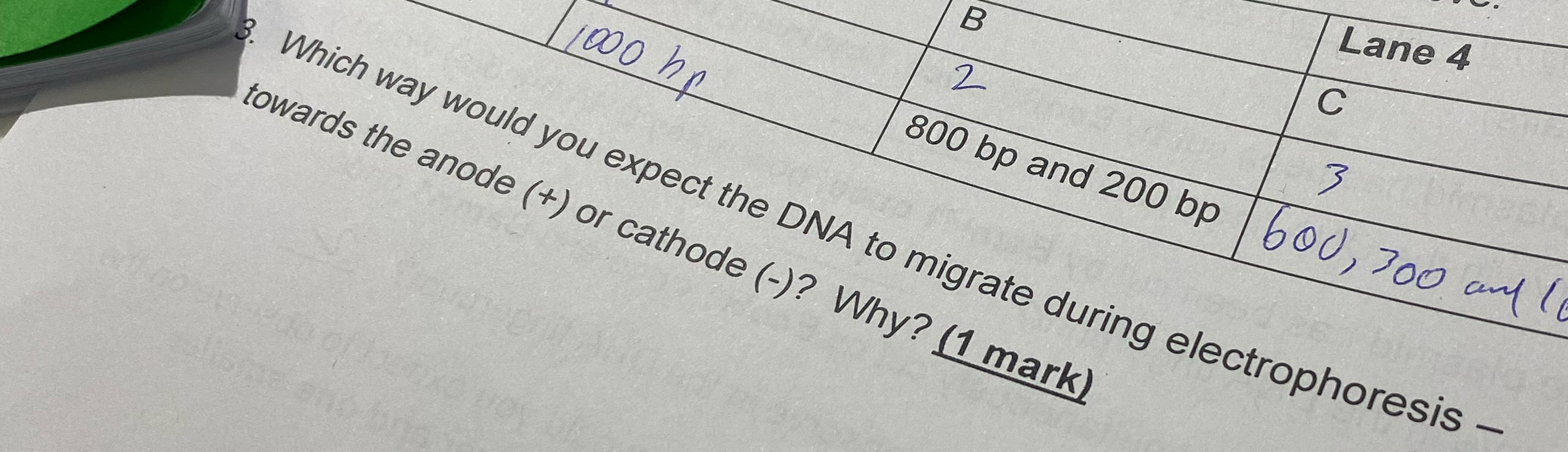 Solved towards the whol you expect the ONA to migrate during | Chegg.com