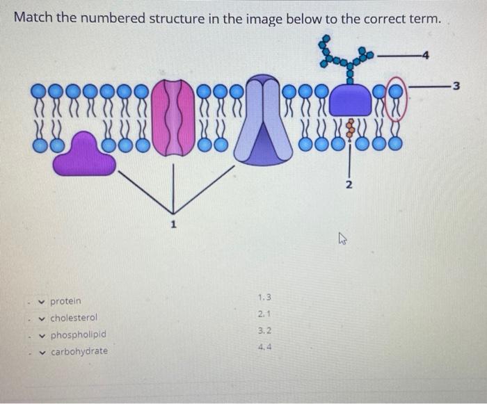 Solved V Match each example of a cell transport process to | Chegg.com