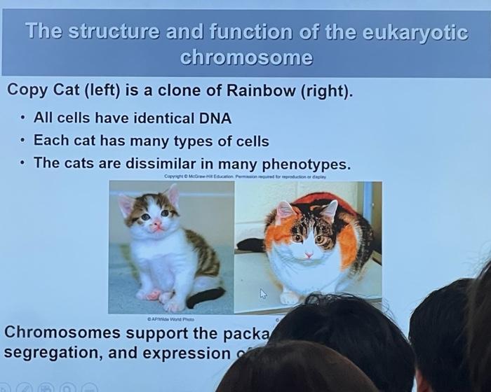 Solved the left cat in the picture is a clone of right cat. | Chegg.com