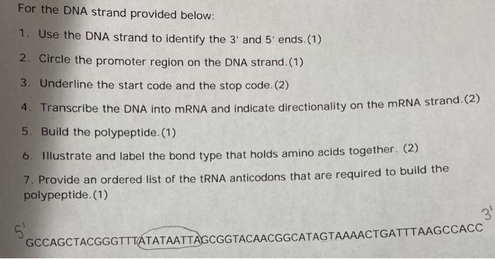 Solved For the DNA strand provided below: 1. Use the DNA | Chegg.com