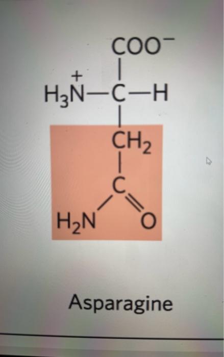 1. Consider the amino acid asparagine functioning as | Chegg.com