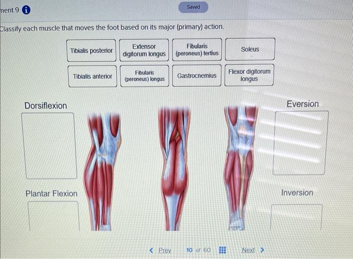 Solved Classify each muscle that moves the foot based on its | Chegg.com