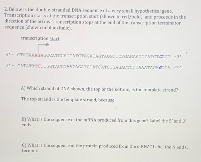Solved 2. Below is the double-stranded DNA sequence of a | Chegg.com