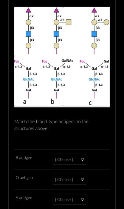 Solved Match the blood type antigens to the structures | Chegg.com