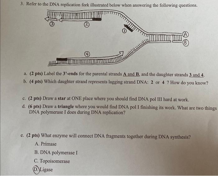 Solved 3. Refer to the DNA replication fork illustrated | Chegg.com