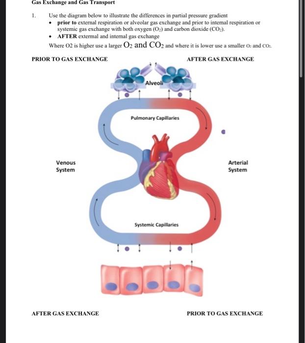 Alveoli Gas Exchange Diagram
