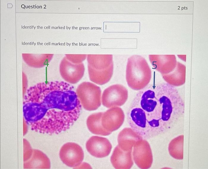 Solved Question 2 2 pts Identify the cell marked by the | Chegg.com