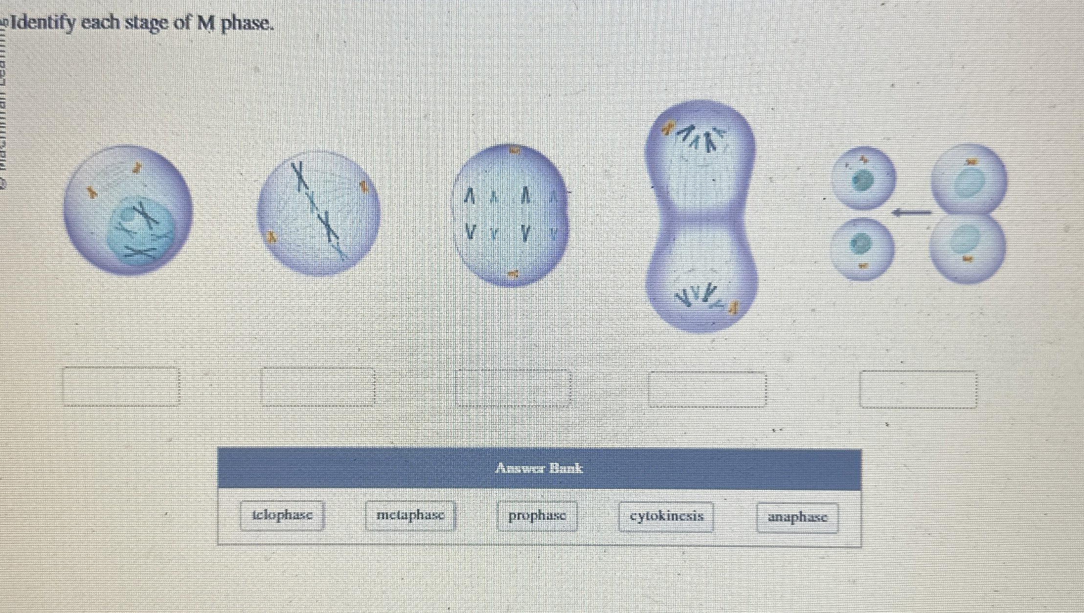 Solved Identify each stage of M phase. แบ) Averge | Chegg.com