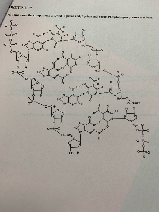 Solved Pirele and name the components of DNA: 3 prime end, 5 | Chegg.com