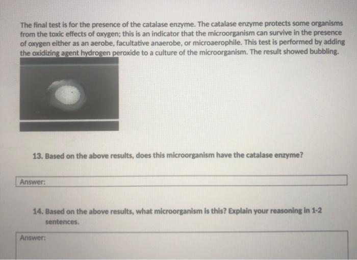 Solved The final test is for the presence of the catalase | Chegg.com