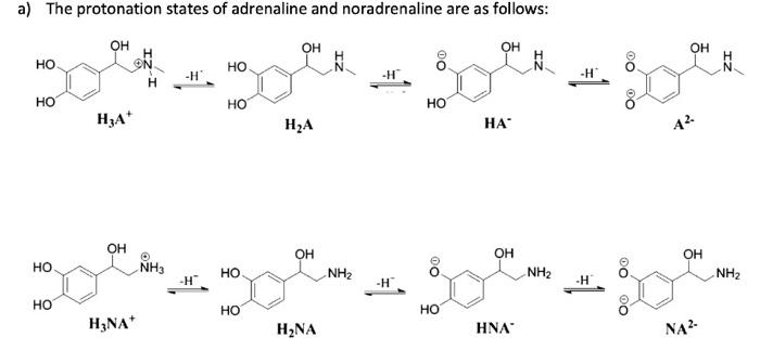 Solved Endogenous molecules that attach to adrenergic | Chegg.com