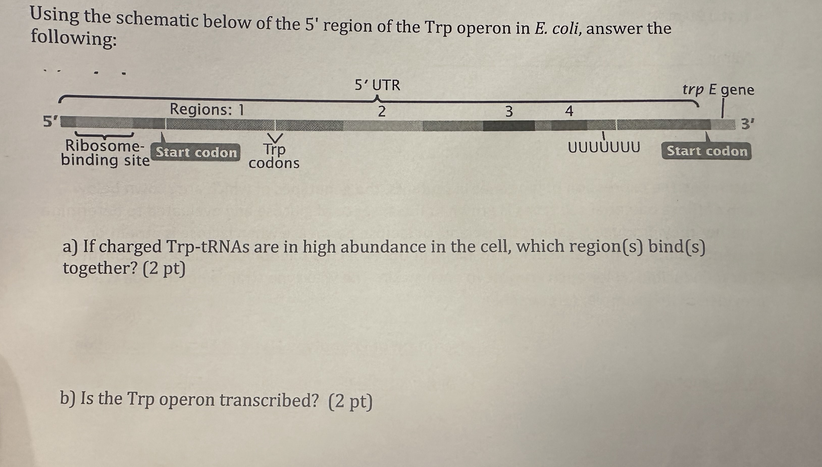 Solved Using the schematic below of the 5 ' ﻿region of the | Chegg.com