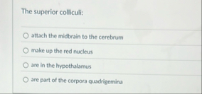 Solved The superior colliculi:attach the midbrain to the | Chegg.com