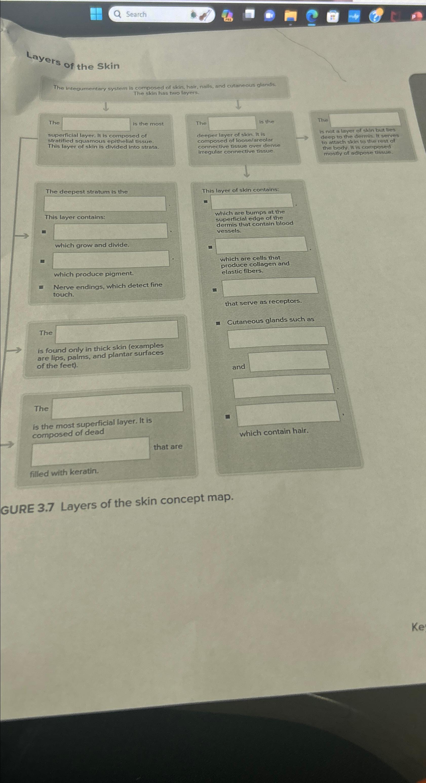 Solved SearchLayers of the SkinThe integumentary system is | Chegg.com