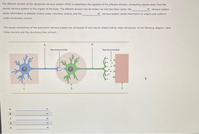 Solved The efferent division of the peripheral nervous | Chegg.com