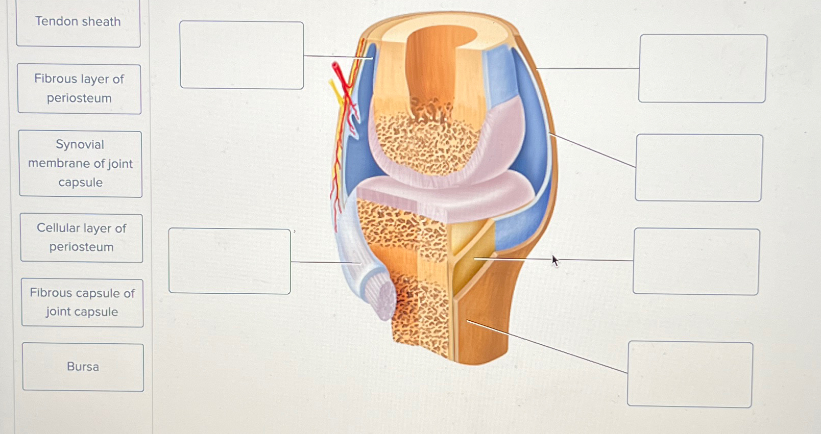 Solved Tendon sheathFibrous layer of periosteumSynovial | Chegg.com