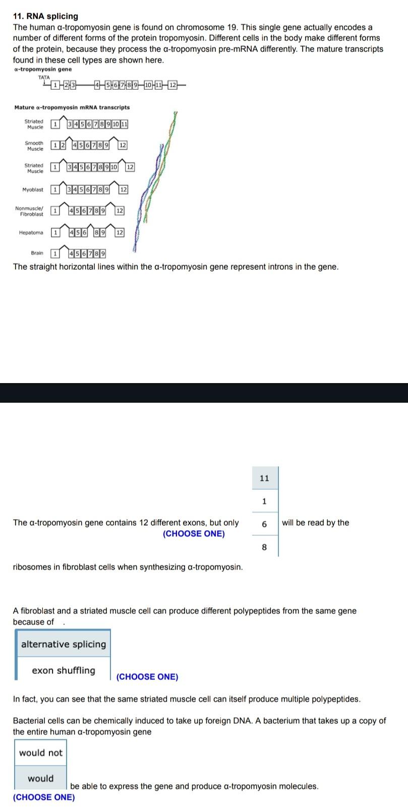 Solved RNA splicingThe human a-tropomyosin gene is found on | Chegg.com