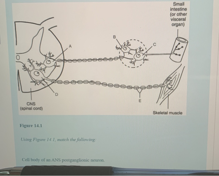 Solved Small intestine (or other visceral organ) peeeeeeeeee | Chegg.com