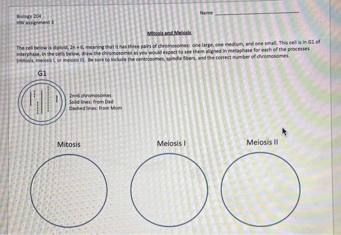 Solved The cell below is diploid, 2n=6, meaning that it has | Chegg.com
