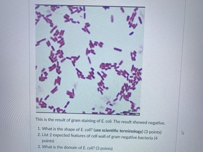 Solved 6. This is the result of gram staining of E. coli. | Chegg.com