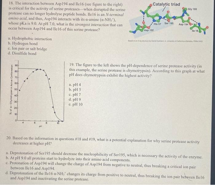 Solved 18. The interaction between Asp 194 and Ilel6 (see | Chegg.com