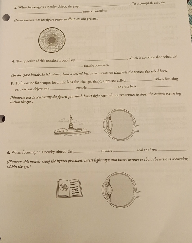 Solved 0When focusing on a nearby object, the pupil q, ﻿To | Chegg.com
