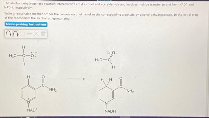 Solved The alcohol dehydrogenase reaction interconverts | Chegg.com