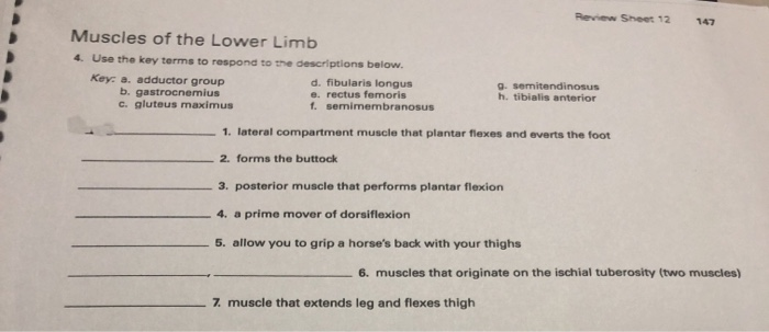 Solved Review Sheet 12 147 Muscles of the Lower Limb 4. Use | Chegg.com