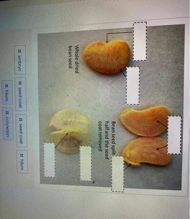 Solved Bean seed split: half and the seed coat removed Whole | Chegg.com