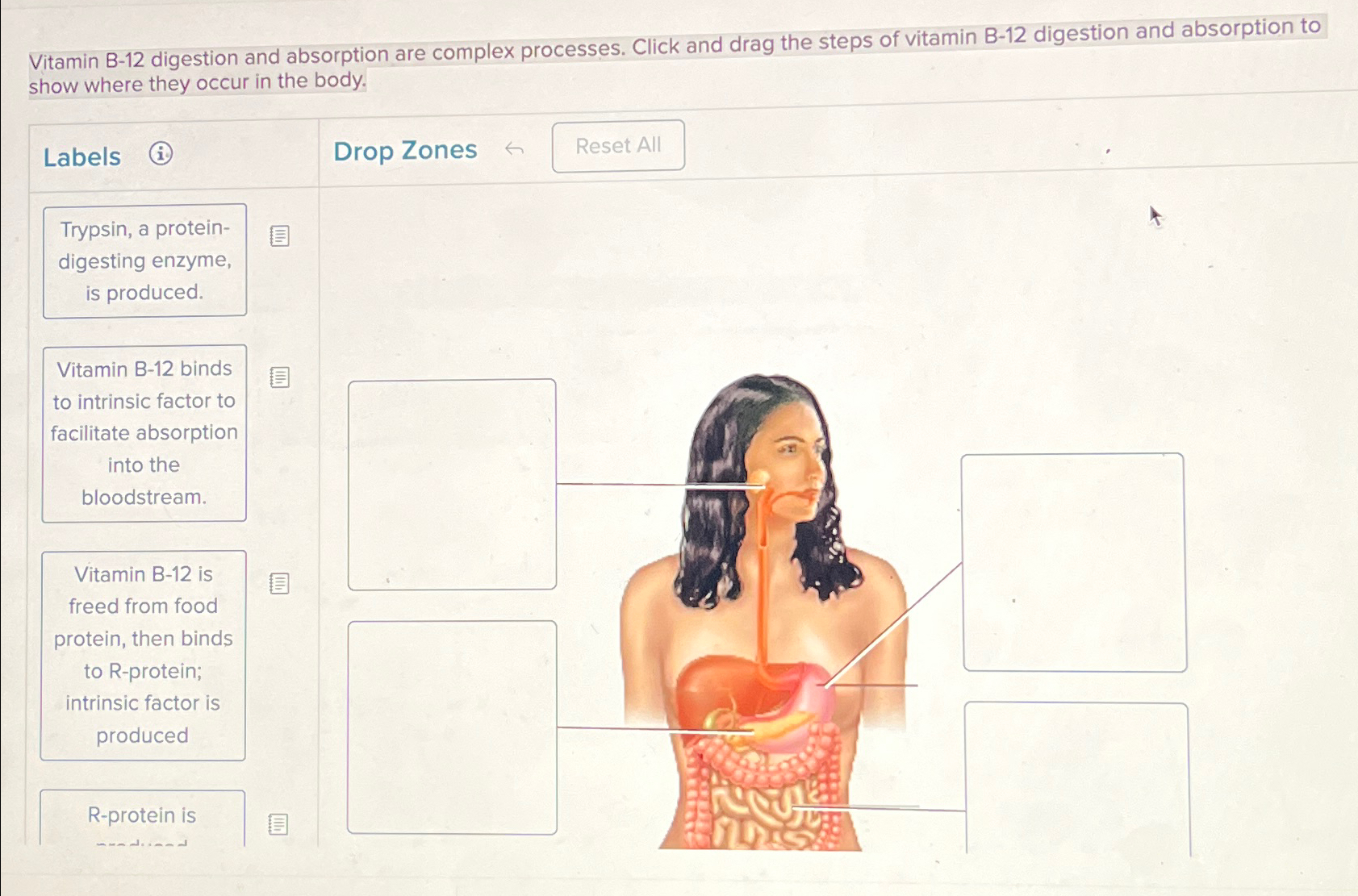 Solved Vitamin B-12 ﻿digestion and absorption are complex | Chegg.com