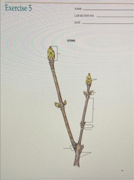 Solved Exercise 5 NAME LAB SECTION NO DATE STEMS Et 1. | Chegg.com