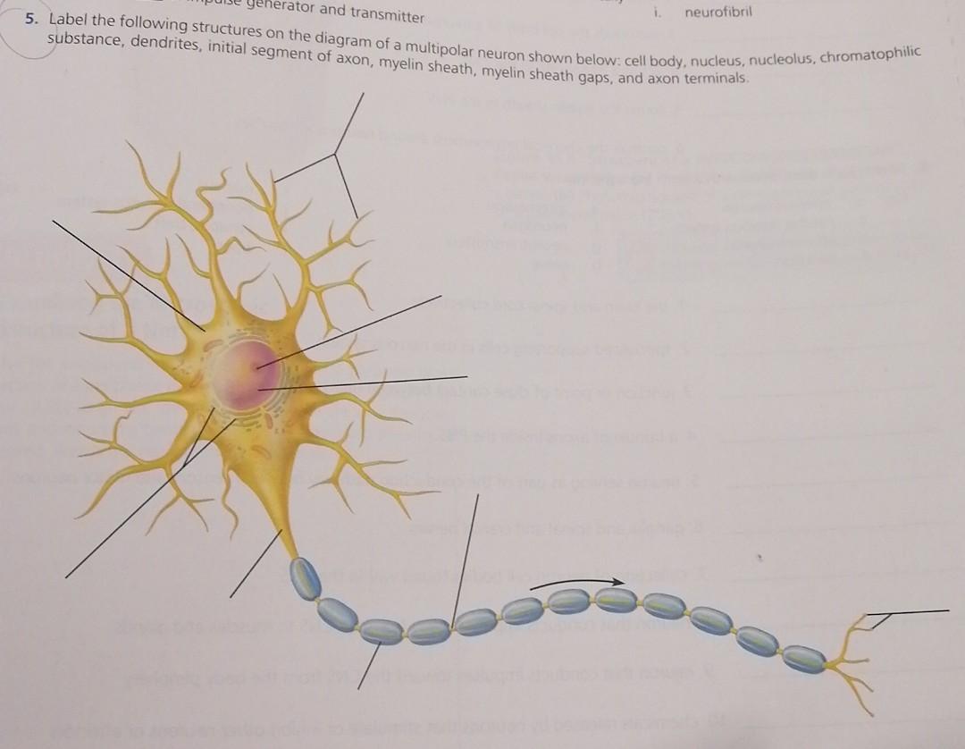 Solved Yenerator and transmitter neurofibril 5. Label the | Chegg.com