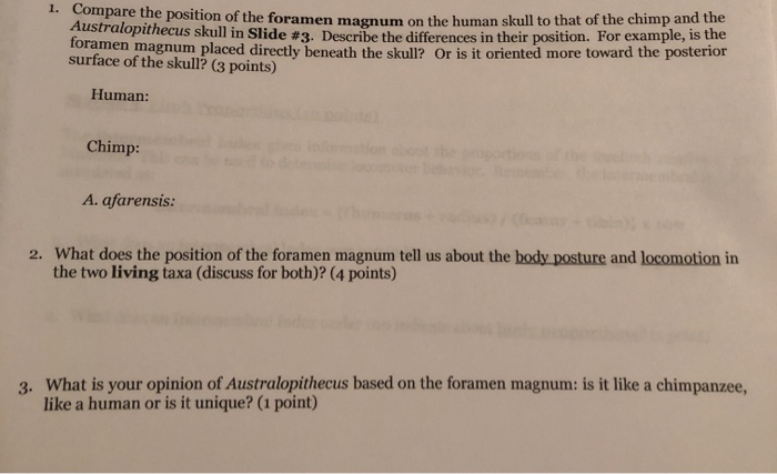compare the position of the foramen magnum on the | Chegg.com