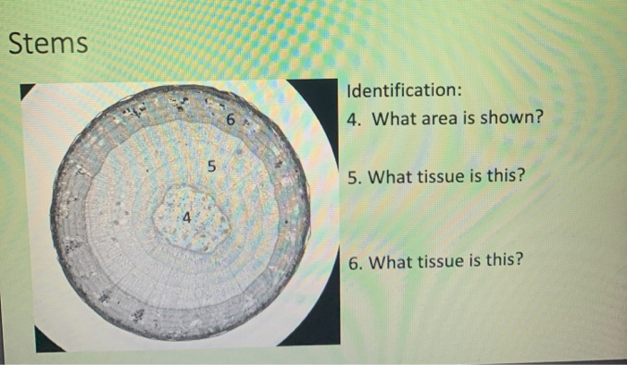 Stem Cross-section 1. Is this a monocot or eudicot | Chegg.com