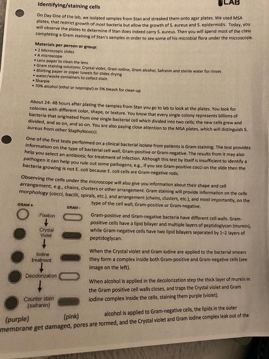 Identifying/staining cells On Day One of the lab, we | Chegg.com