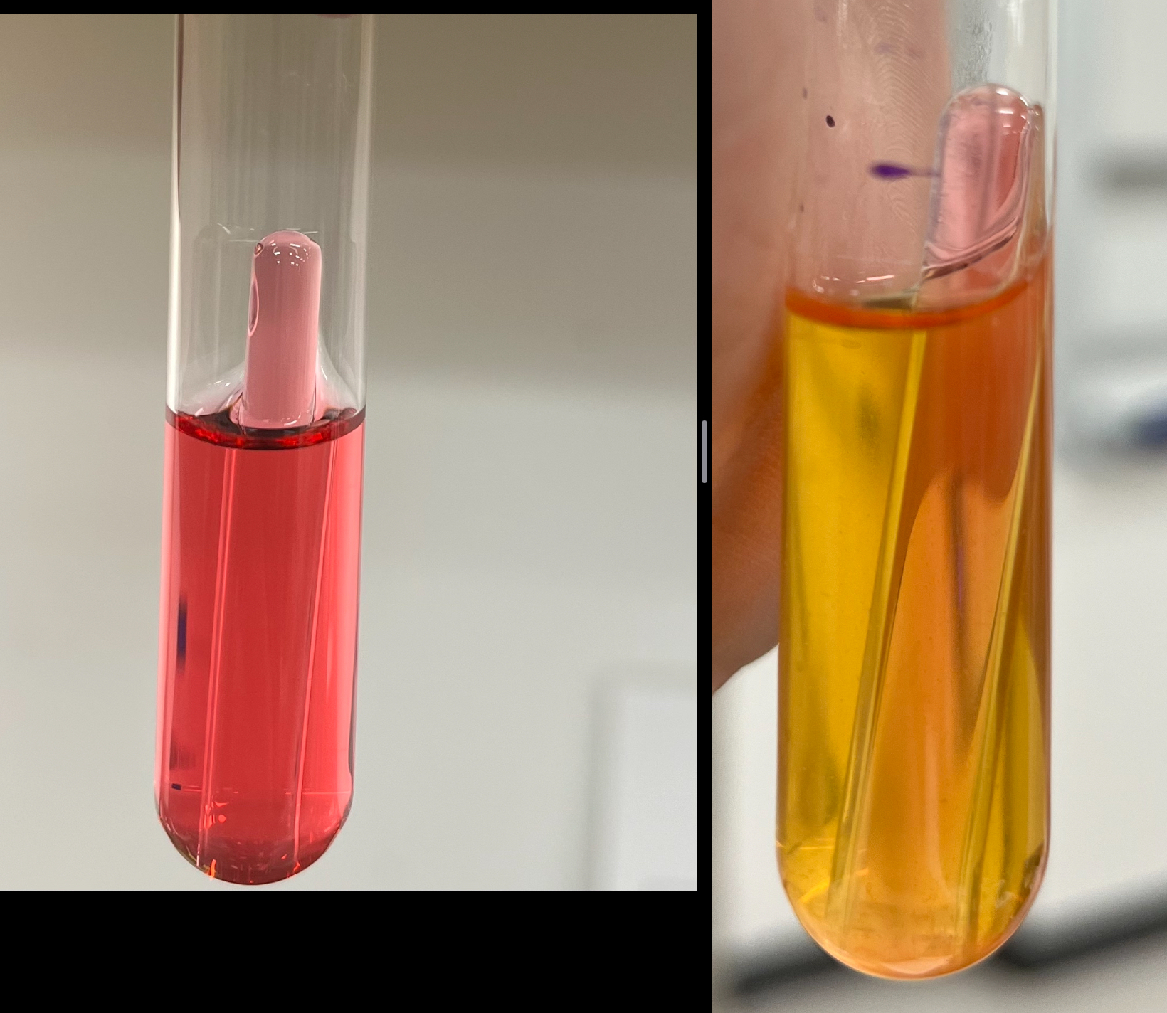 Solved I did a mannitol test and in this picture I have the | Chegg.com
