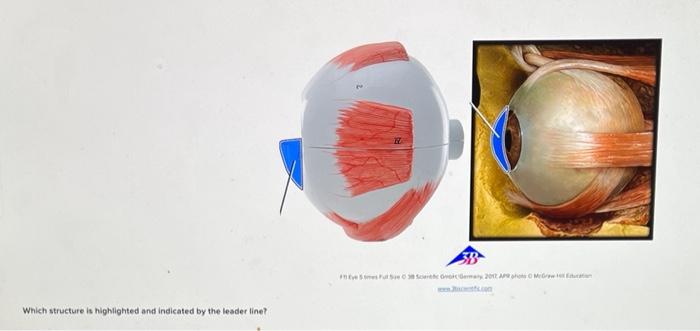 Solved Which structure is highlighted and indicated by the | Chegg.com